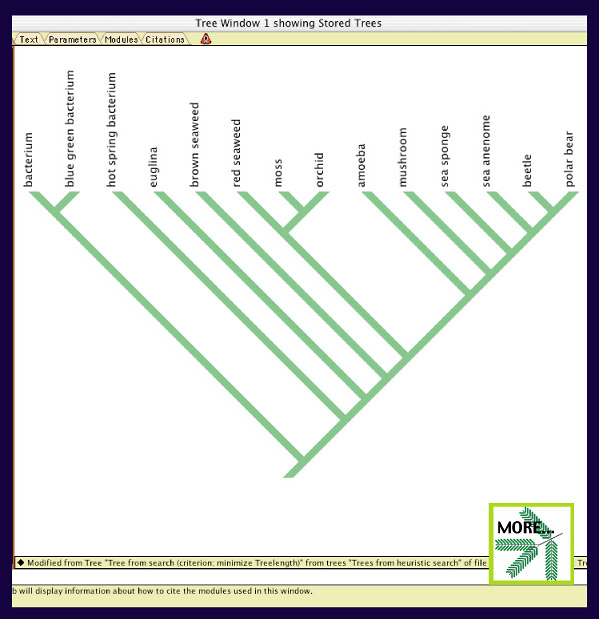 Cladogram Green Algae